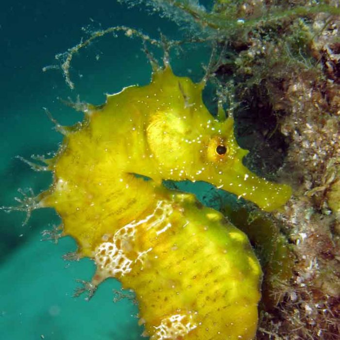 Cavalluccio marino - Biologia marina del Mediterraneo