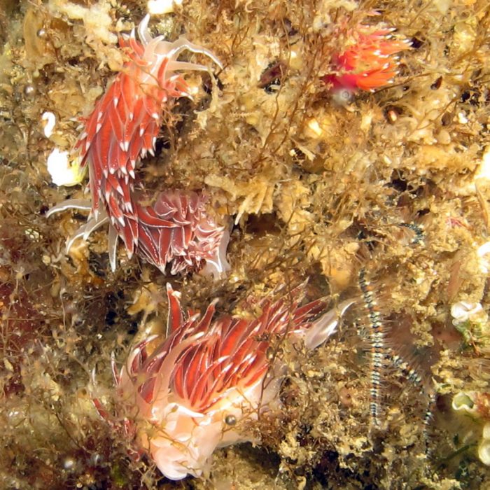 Flabellina lineata - Biologia marina del Mediterraneo