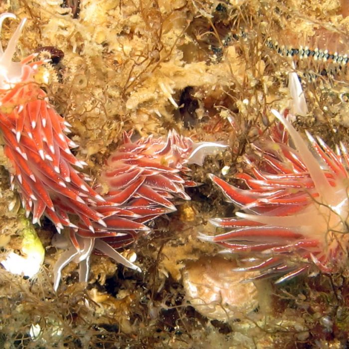 Flabellina lineata - Biologia marina del Mediterraneo